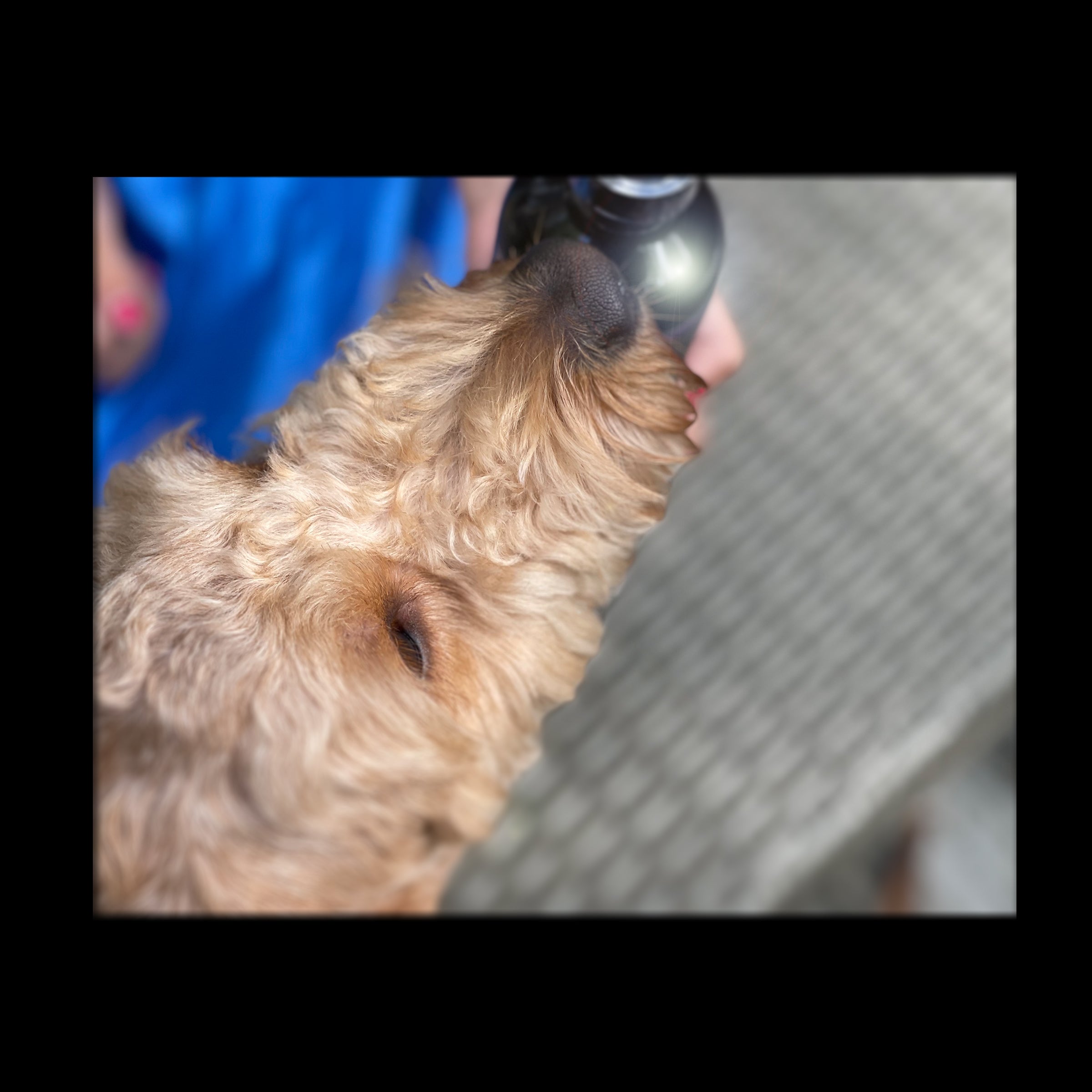 Pet Products – Wizard Sciences